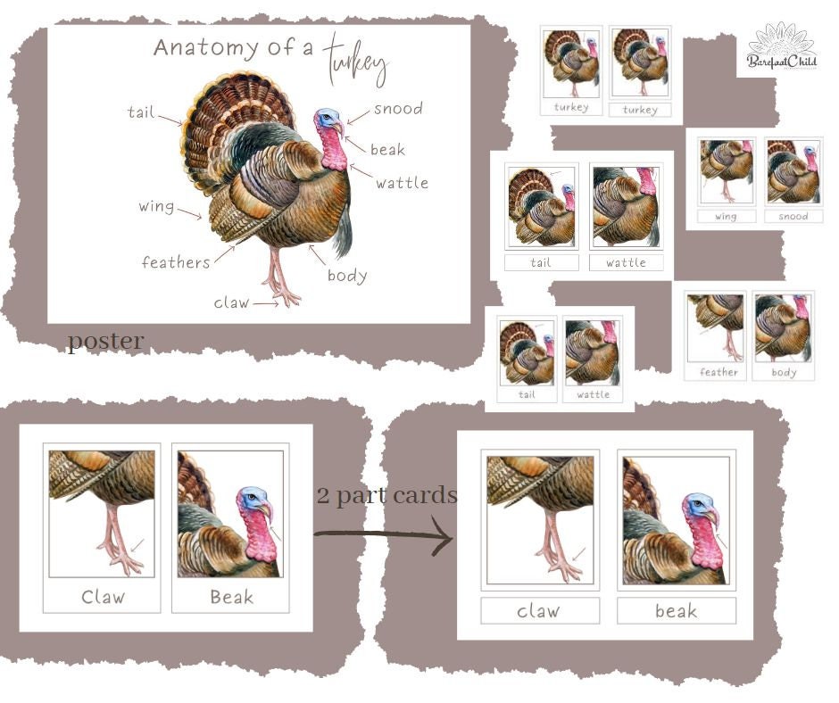 TURKEY ANATOMY 2 Part Vocabulary Cards Plus Poster - Etsy