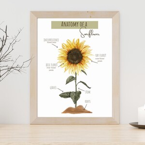 Sunflower Anatomy Poster - Etsy
