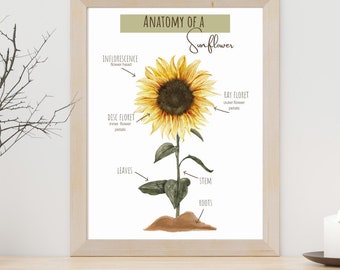 Anatomy of a Sunflower Homeschool Printable Montessori Resource Anatomy ...