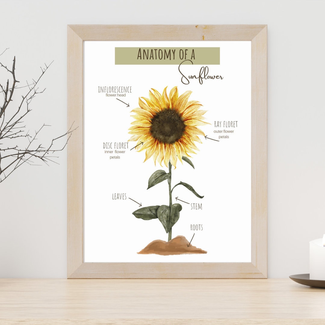 Sunflower Anatomy Poster - Etsy Australia