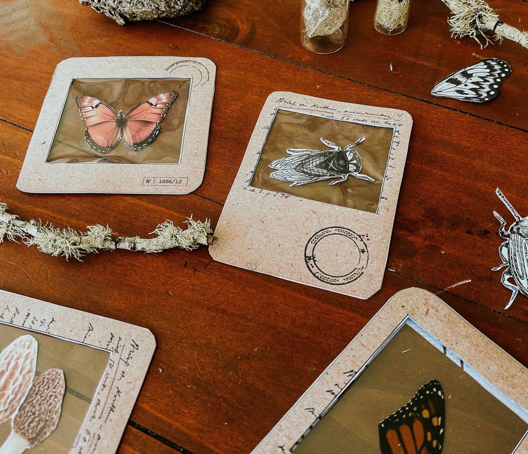 DIY Specimen Slides- Wildschool - Reggio Emillia - Etsy Australia