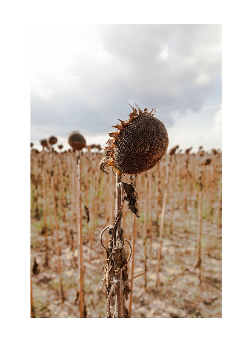 NATURE Inspired Classroom POSTERS BUNDLE Reggio Emillia - Etsy
