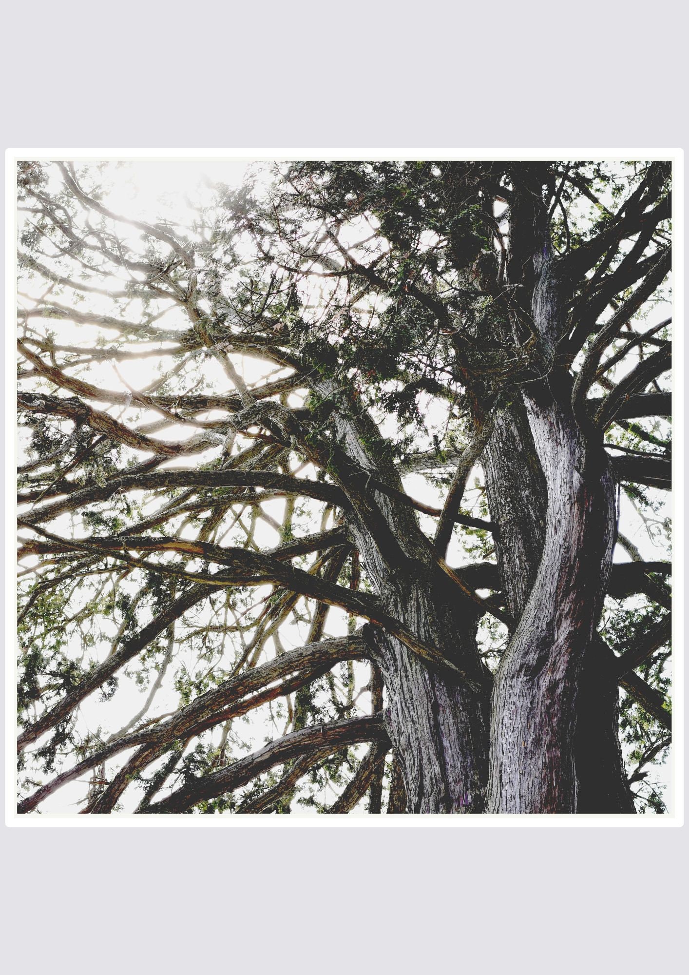 NATURE Inspired Classroom POSTERS BUNDLE| Reggio Emillia |forest School ...