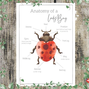 2x Lady Bug Posters - Etsy