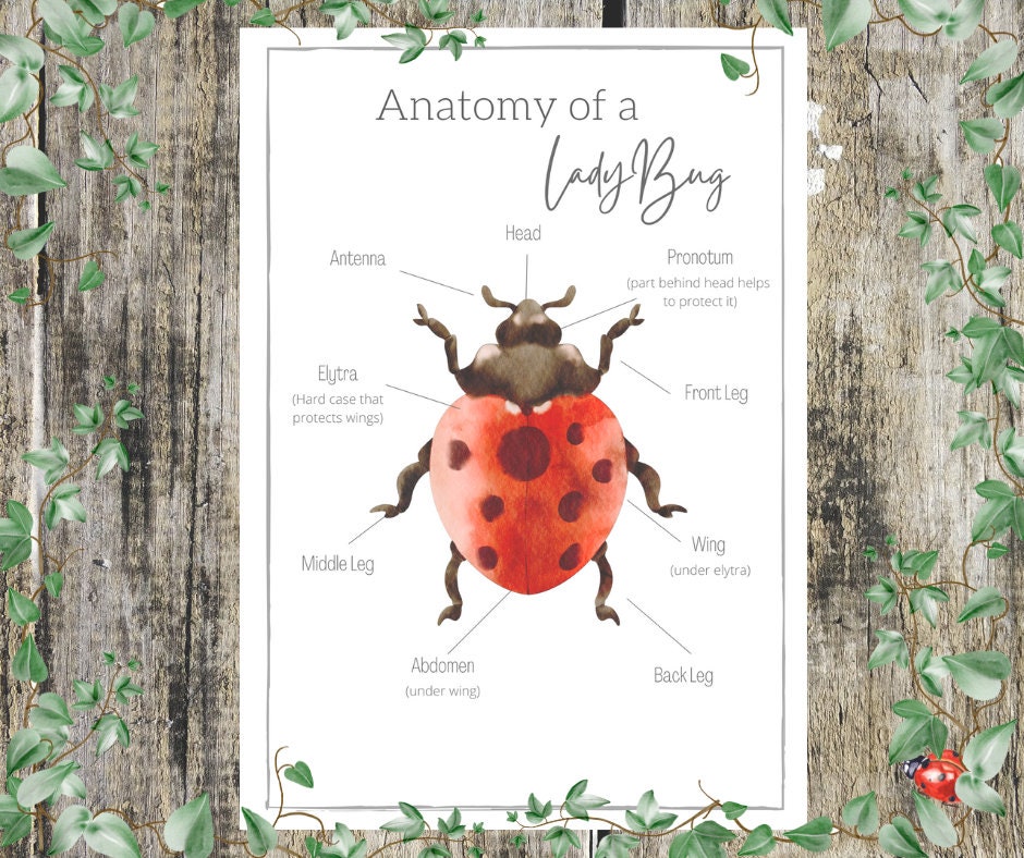 2x Lady Bug Posters - Etsy