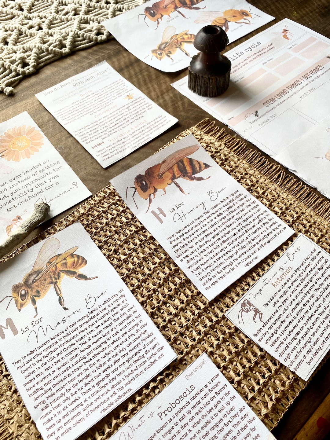 Mini Bee Study Flashcards - Etsy