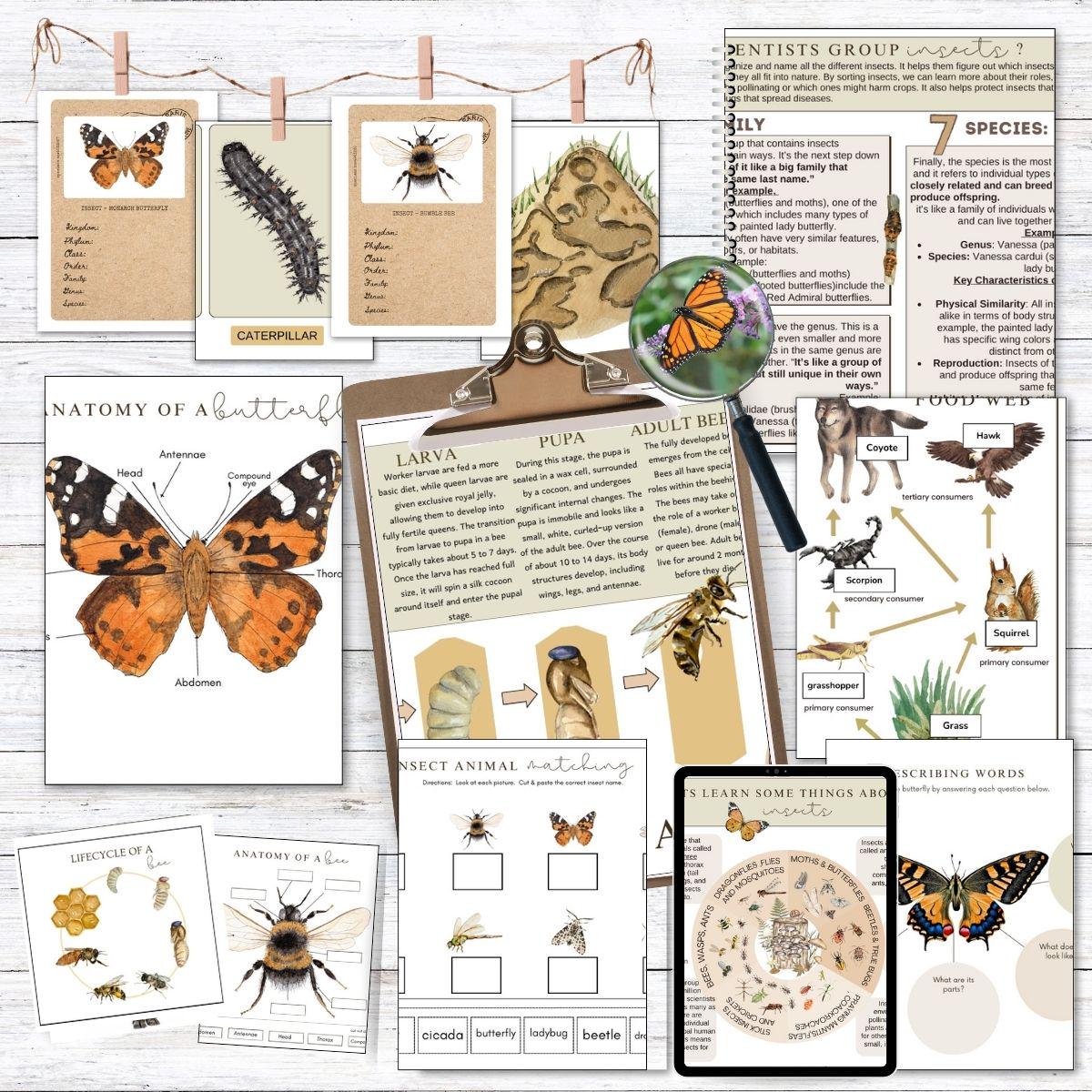 Insect Unit Study | Nature School |summer Study - Etsy