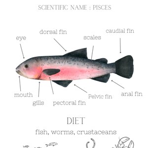 2 X Natural Learning Fish Printable Set - Etsy