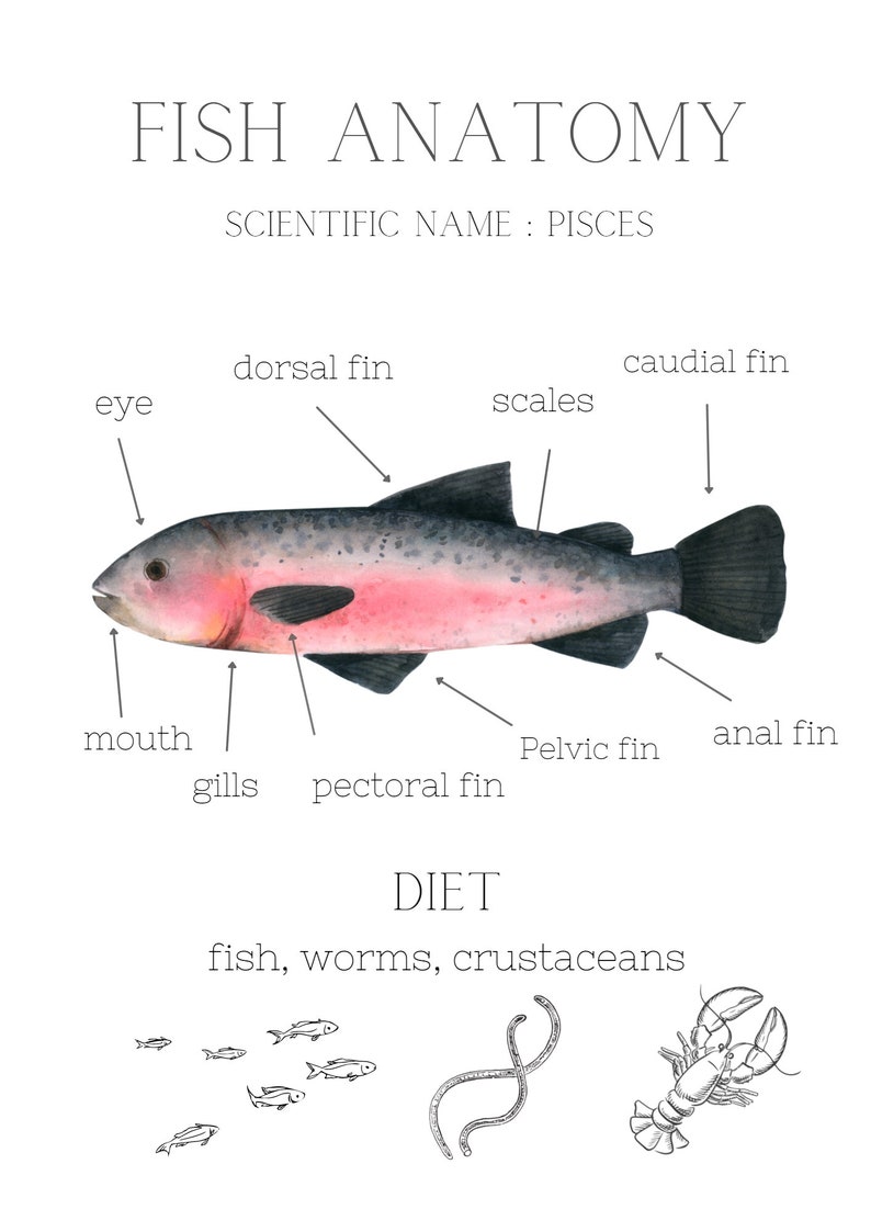 2 X Natural Learning Fish Printable Set - Etsy