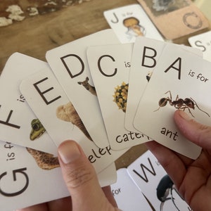 A-Z Animal Alphabet FLASHCARDS- Reggio Inspired- Wildschool - Etsy