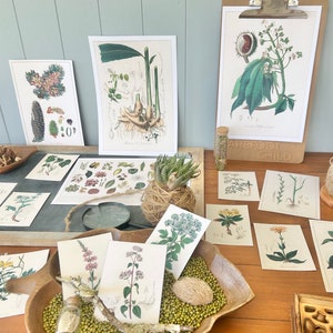Vintage Botanic Classroom Decor - Charlotte Mason - Reggio Emillia - Etsy
