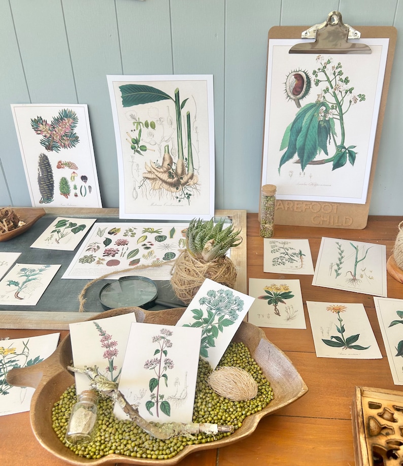 Vintage Botanic Classroom Decor - Charlotte Mason - Reggio Emillia ...