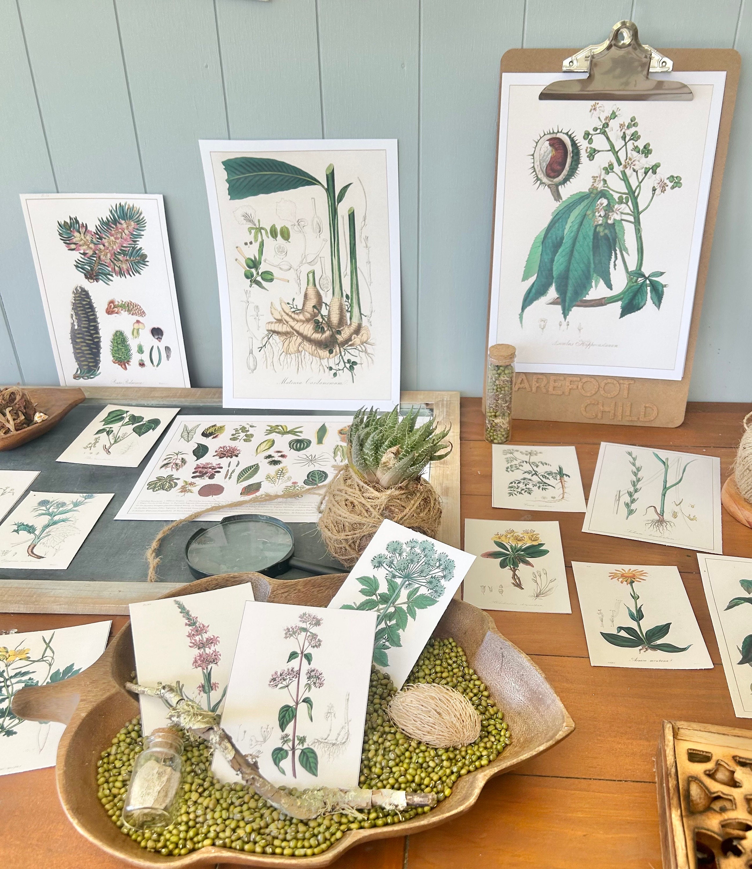 Vintage Botanic Classroom Decor - Charlotte Mason - Reggio Emillia - Etsy