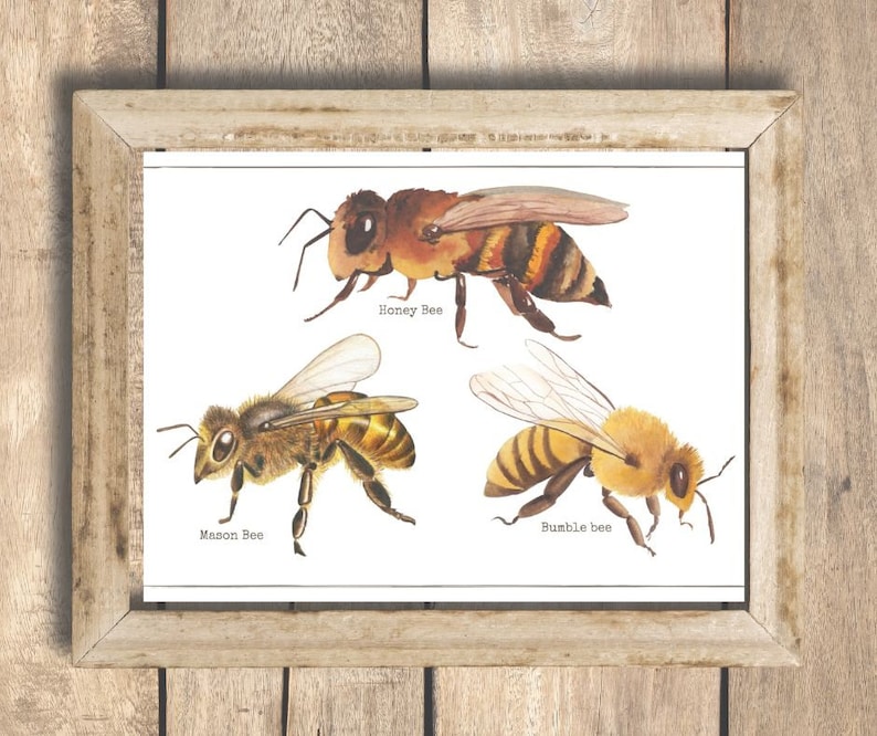 3 X BEE Posters Homeschool classroom room Decor CUSTUM - Etsy
