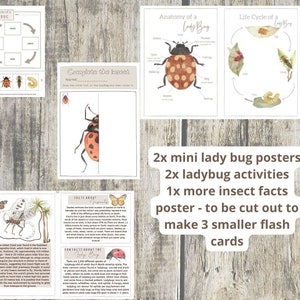 Mini Insect Unit - Nature Study - Etsy