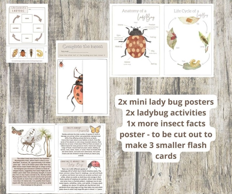 Mini Insect Unit - Nature Study - Etsy