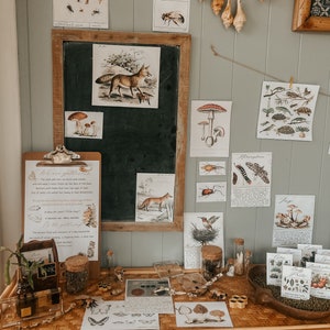 Little Naturalist DECOR Pack - A Charlotte Mason Inspired Curio ...