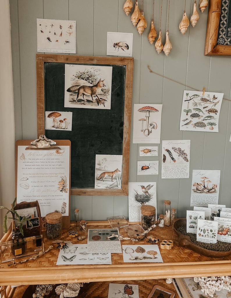 Little Naturalist DECOR Pack - A Charlotte Mason Inspired Curio ...