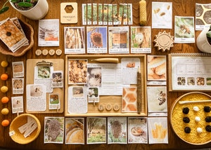 Life Cycle of a Honey Bee Printable, Bee Science Unit Study, Honey Bee ...