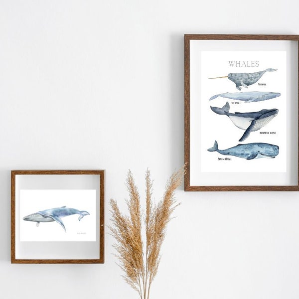 Whale Classroom Decor - Etsy