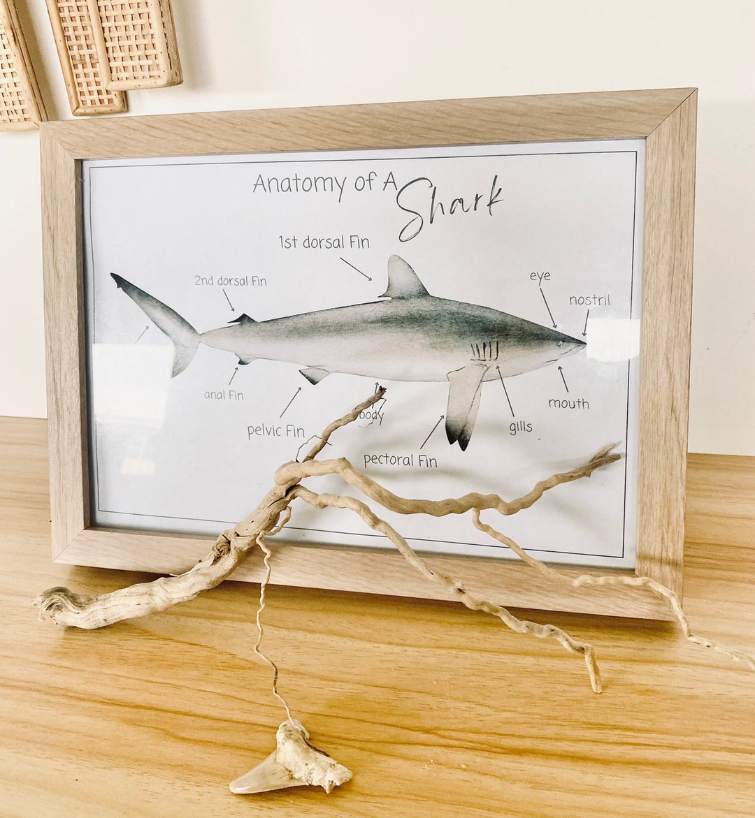 A4 Shark Anatomy POSTER - Etsy