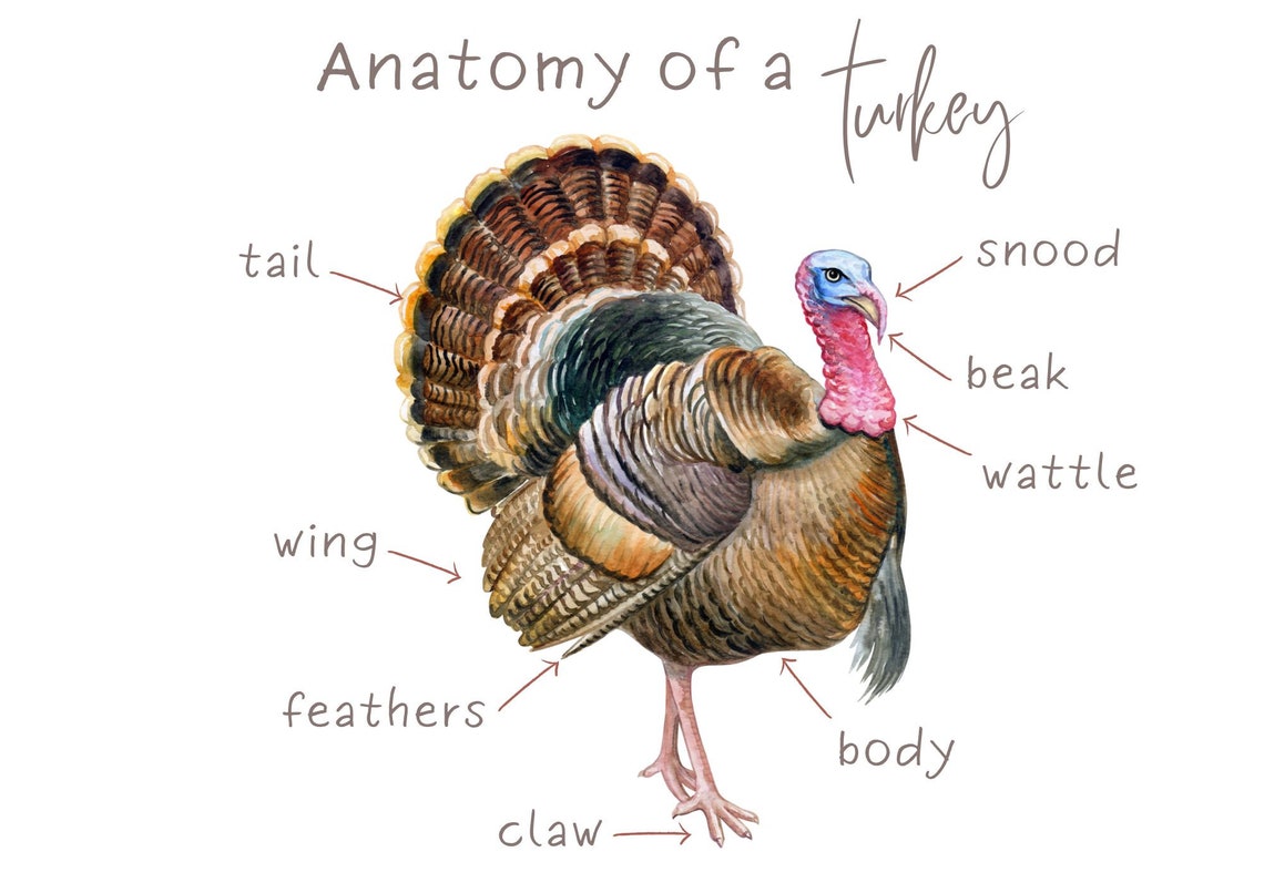 TURKEY ANATOMY 2 Part Vocabulary Cards Plus Poster - Etsy