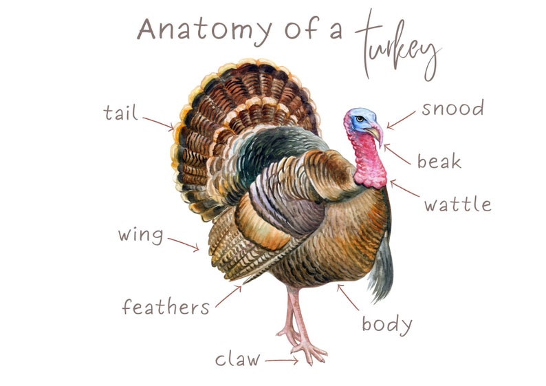 TURKEY ANATOMY 2 Part Vocabulary Cards Plus Poster - Etsy