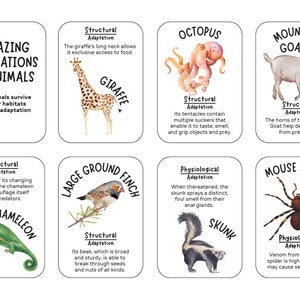 Animal Adaption Flash Cards - Etsy