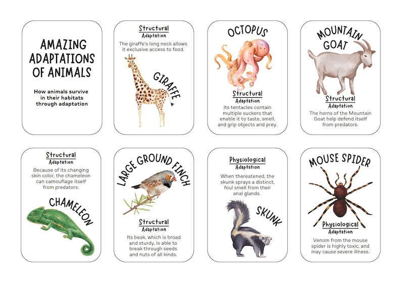 Animal Adaption Flash Cards (Instant Download) - Etsy