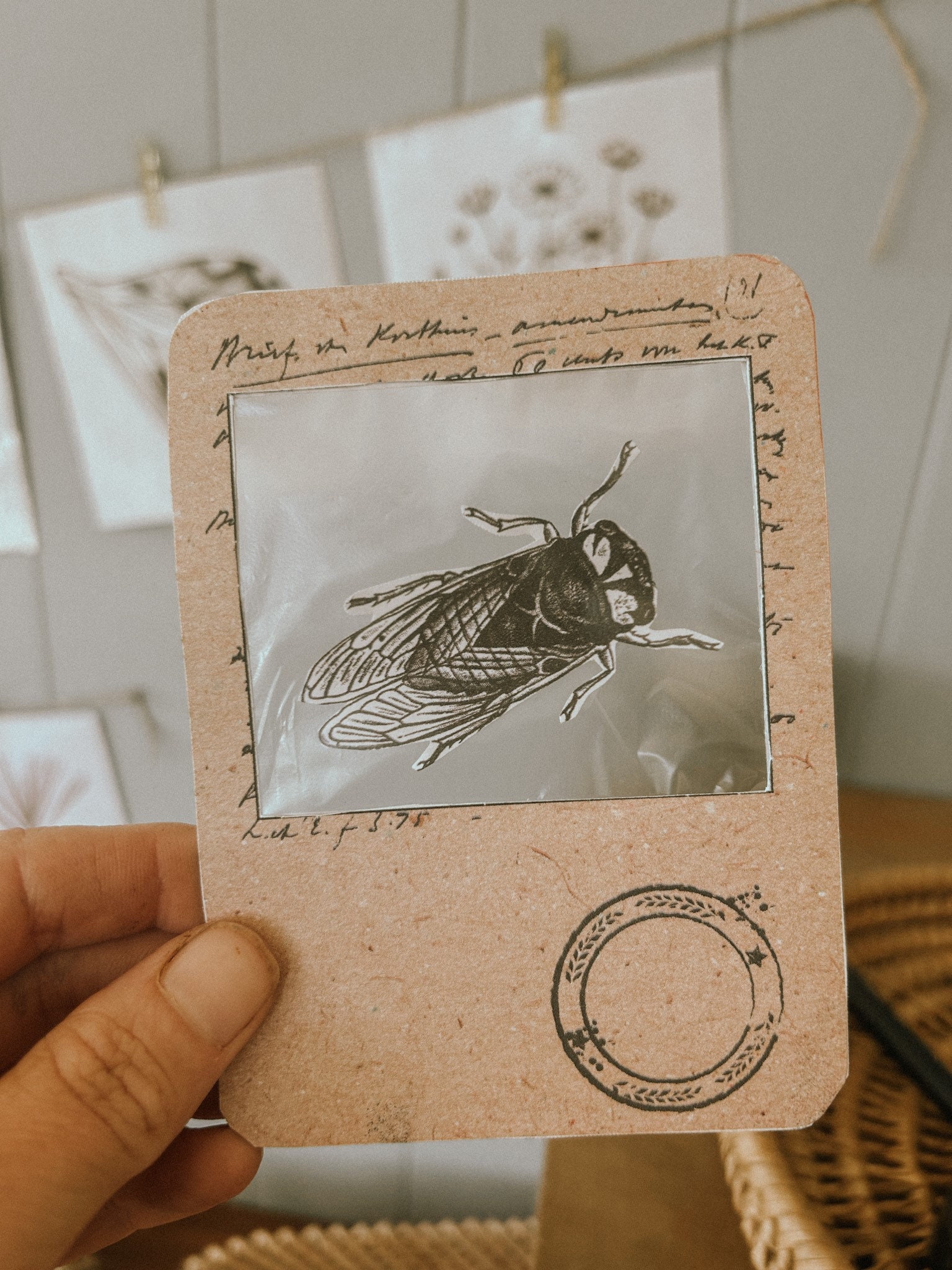 DIY Specimen Slides- Wildschool - Reggio Emillia - Etsy