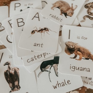 A-Z Animal Alphabet FLASHCARDS- Reggio Inspired- Wildschool - Etsy
