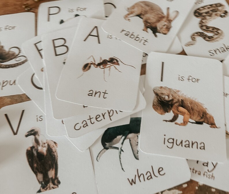 A-Z Animal Alphabet FLASHCARDS- Reggio Inspired- Wildschool - Etsy
