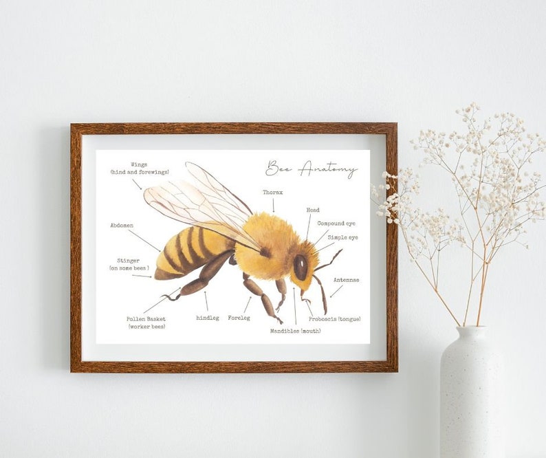 3 X BEE Posters Homeschool classroom room Decor CUSTUM - Etsy