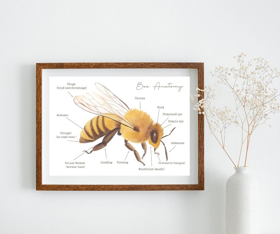 3 X BEE Posters Homeschool classroom room Decor - Etsy