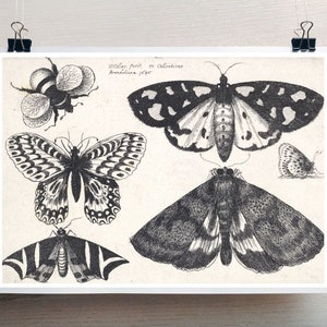 4 Vintage INSECT Posters - NATURE Classroom - Etsy