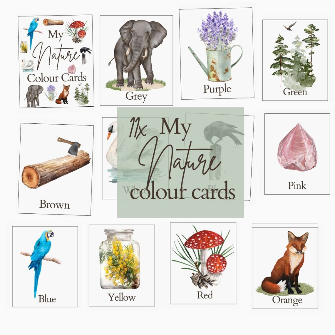 PLR - 11x Common NATURE Inspired Colour 3-part Flashcards - Commercial ...