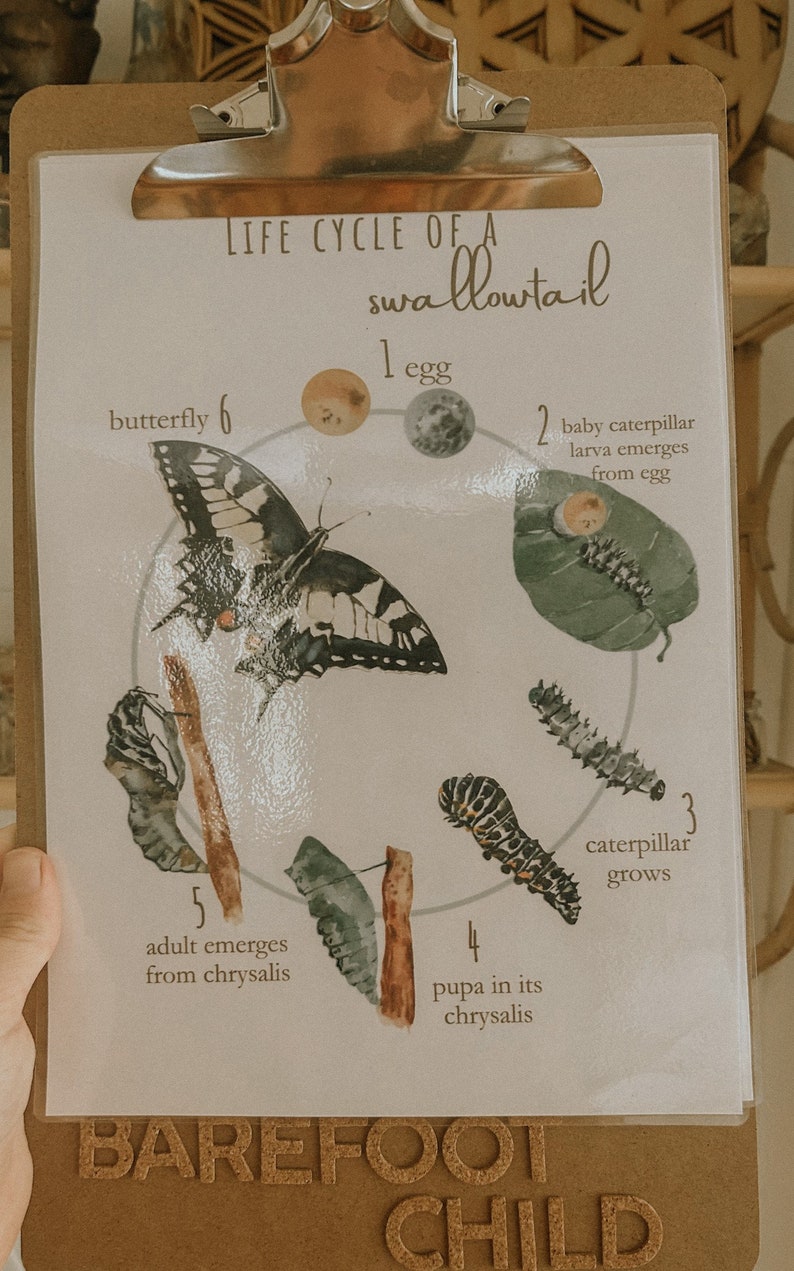 Life Cycle of a Swallow Tail Poster and Flashcards - Etsy