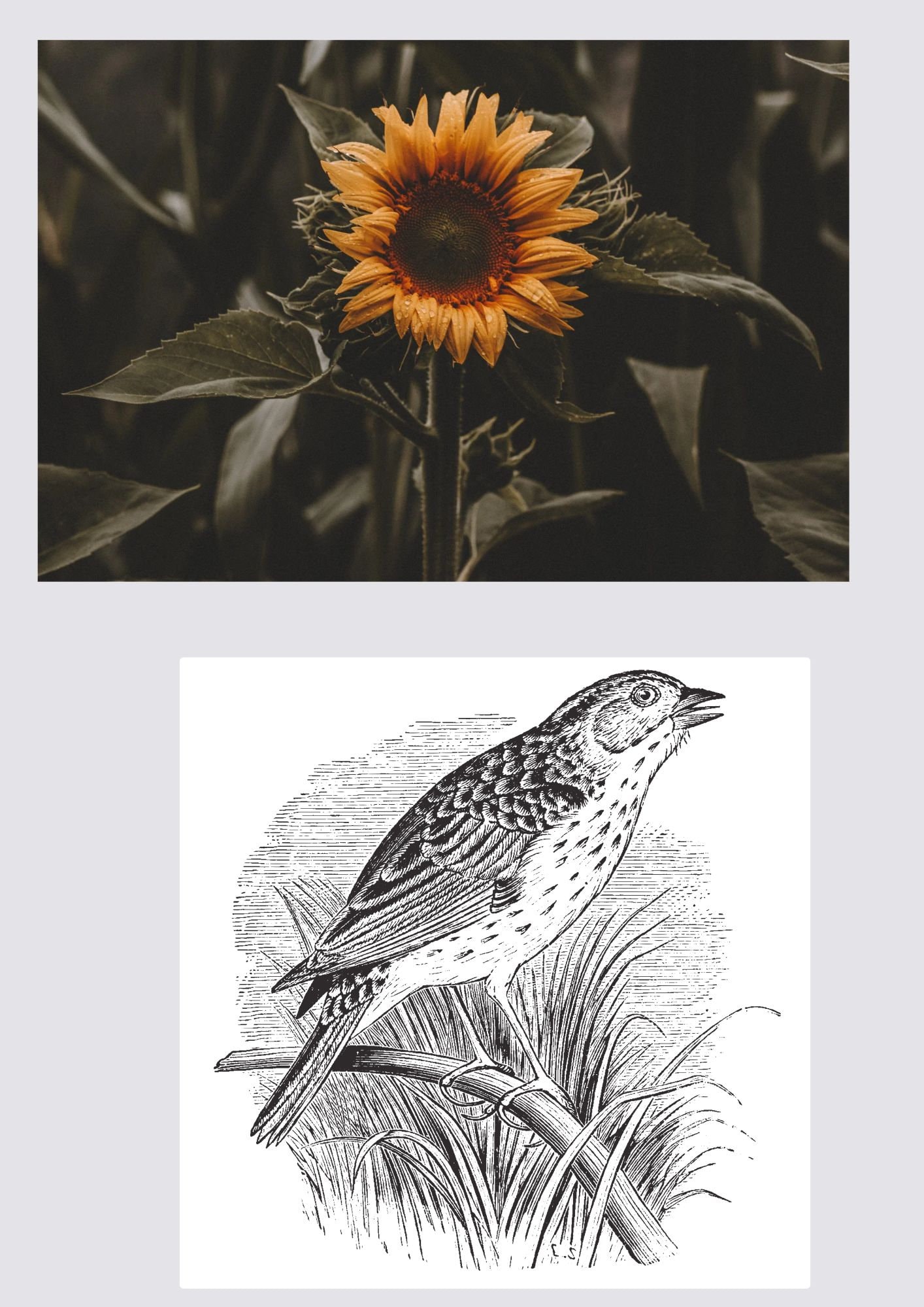 NATURE Inspired Classroom POSTERS BUNDLE| Reggio Emillia |forest School ...
