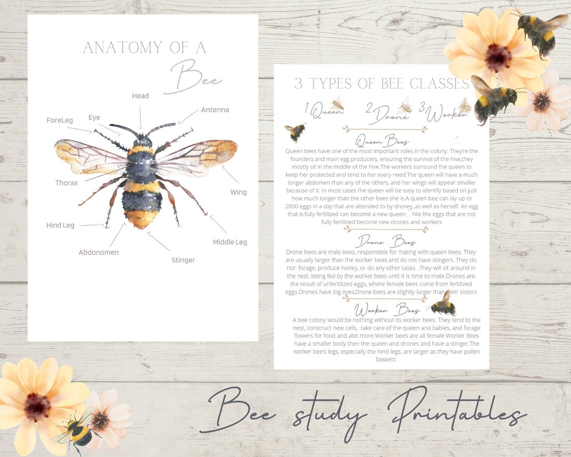 Natural Bee Study Printable Pack of 12 - Etsy