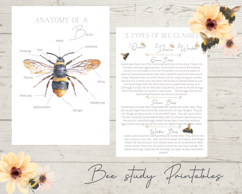 Natural Bee Study Printable Pack of 12 - Etsy