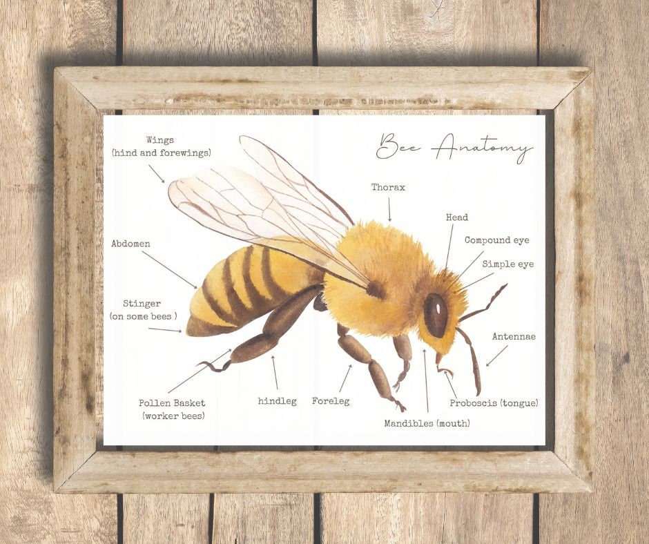 3 X BEE Posters Homeschool classroom room Decor - Etsy