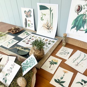 Vintage Botanic Classroom Decor - Charlotte Mason - Reggio Emillia ...