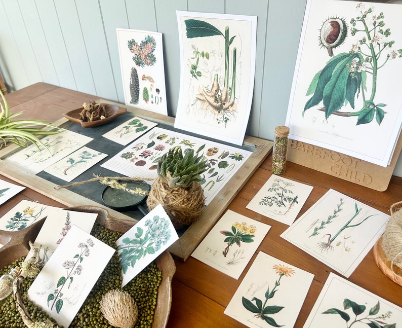 Vintage Botanic Classroom Decor - Charlotte Mason - Reggio Emillia - Etsy