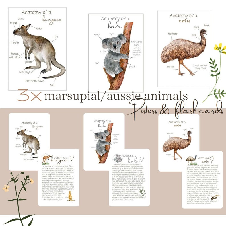 3x Australian Animal Anatomy Posters Flashcard - Etsy