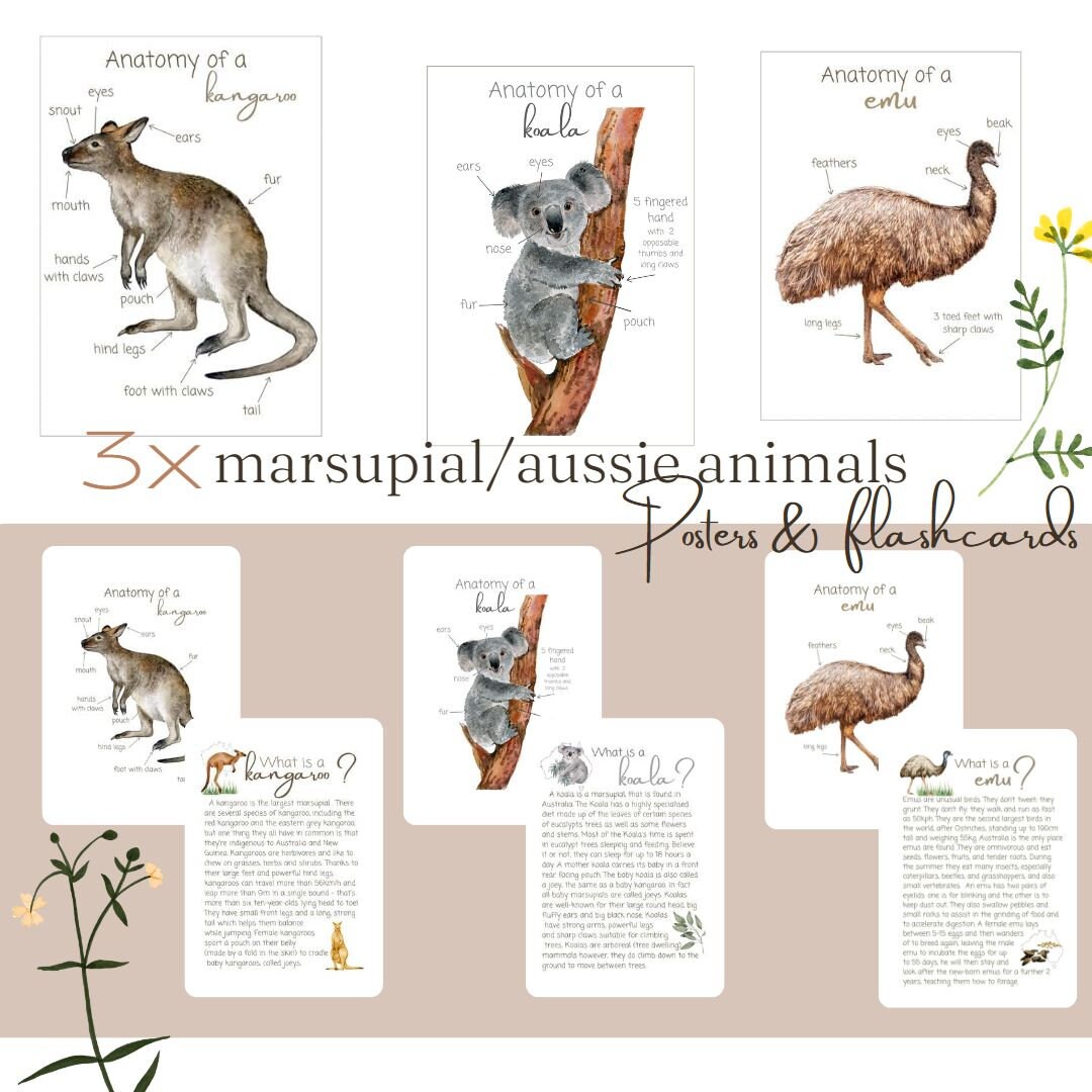 3x Australian Animal Anatomy Posters Flashcard - Etsy