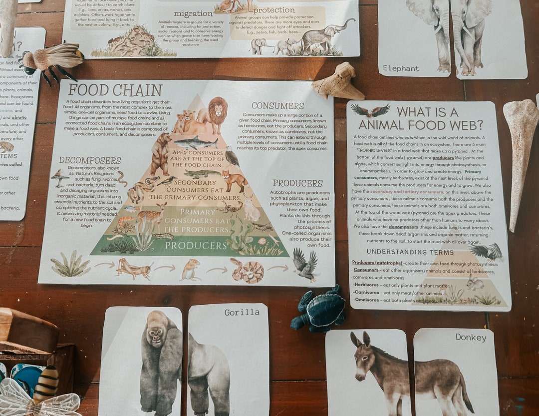 Animal Classification Mini Study Unit - Etsy