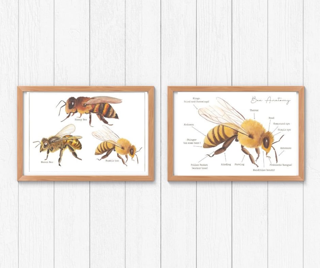3 X BEE Posters | Homeschool |classroom |room Decor| - Etsy
