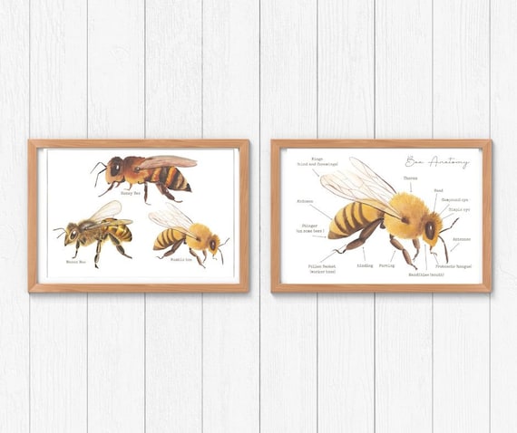 3 X BEE Posters Homeschool classroom room Decor CUSTUM - Etsy