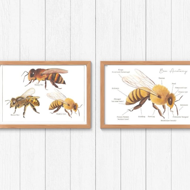Bee Poster - Etsy