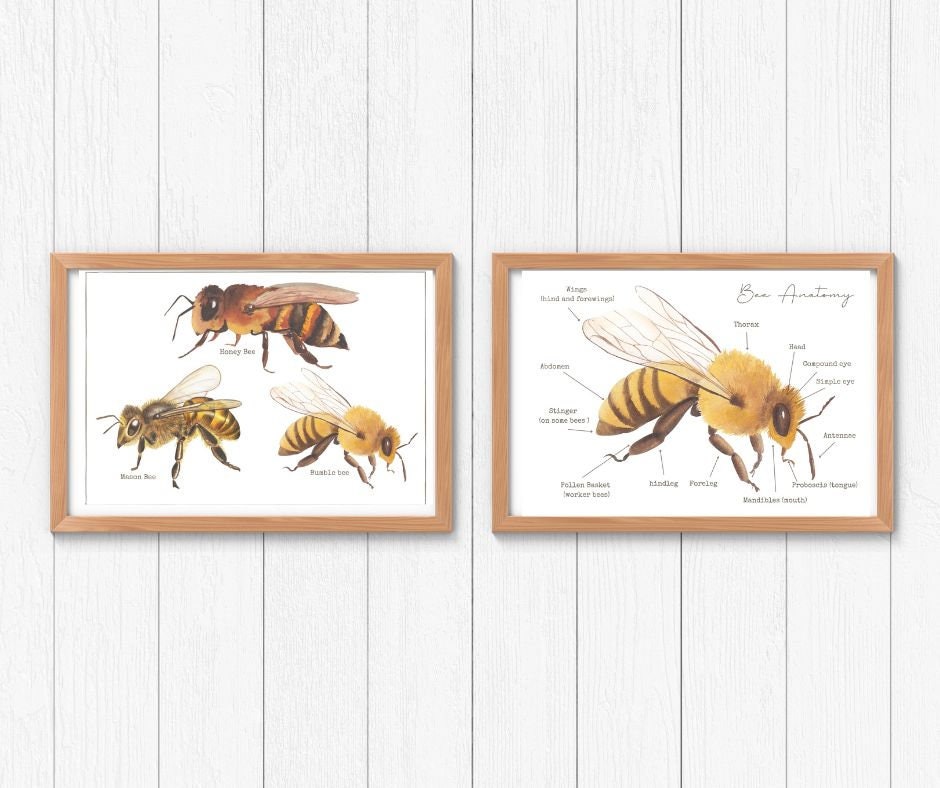 3 X BEE Posters Homeschool classroom room Decor - Etsy